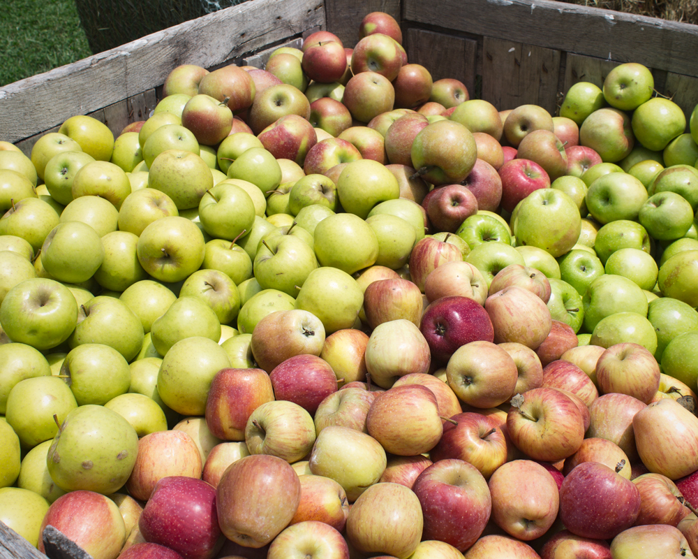 Cider 101 - North Carolina & Virginia - Bold Rock Hard Cider